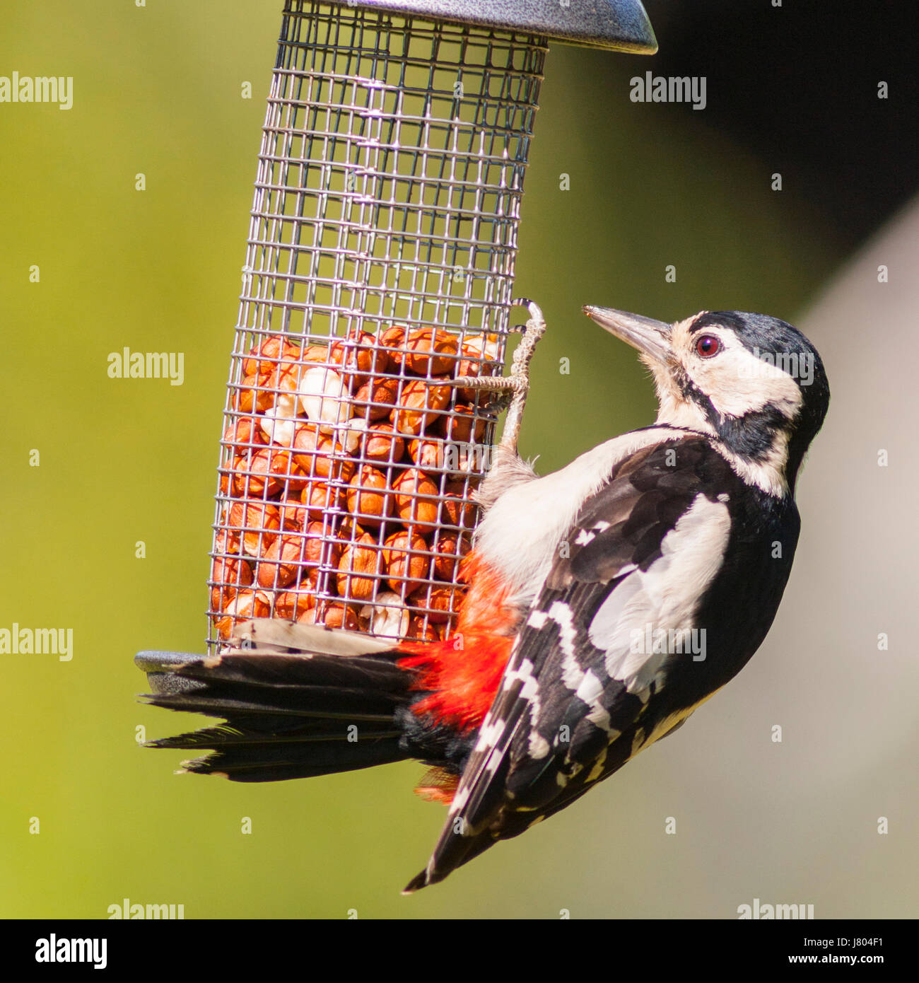 Woodpecker with peanut hi-res stock photography and images - Alamy