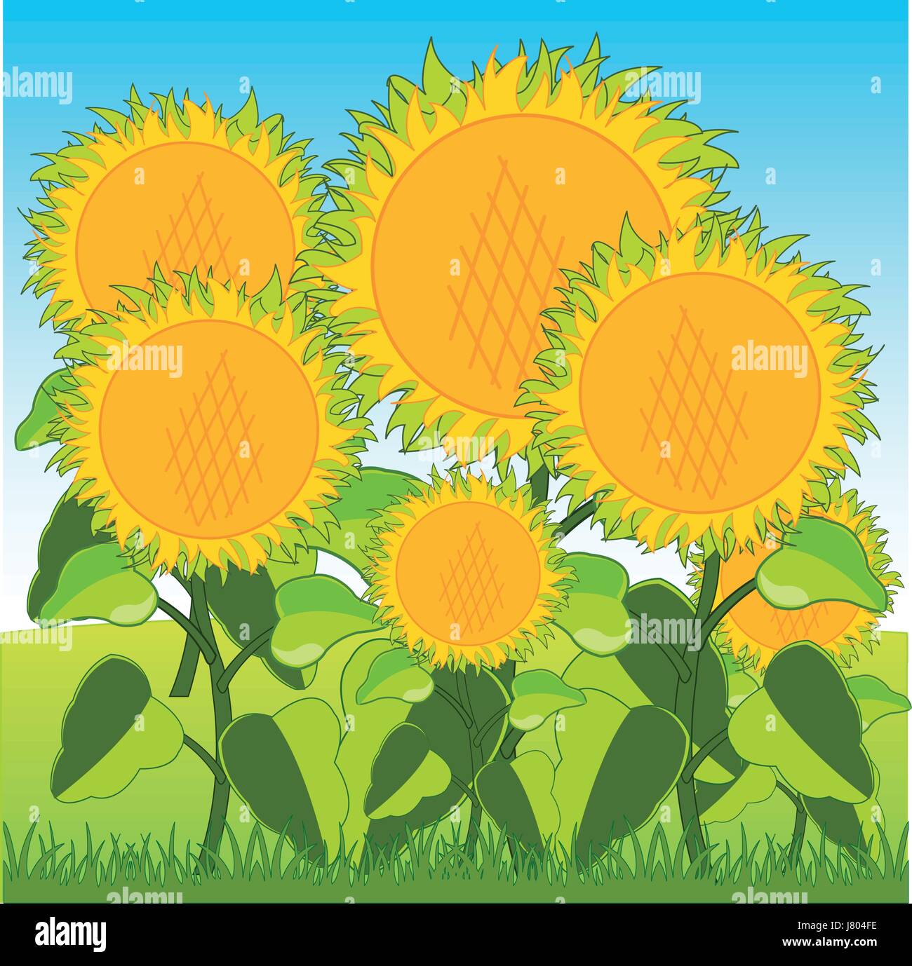 How to grow sunflower Stock Vector Images - Alamy