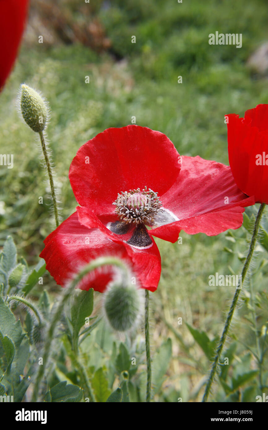poppy weed poppies weeds red opium garden flower plant bloom blossom ...