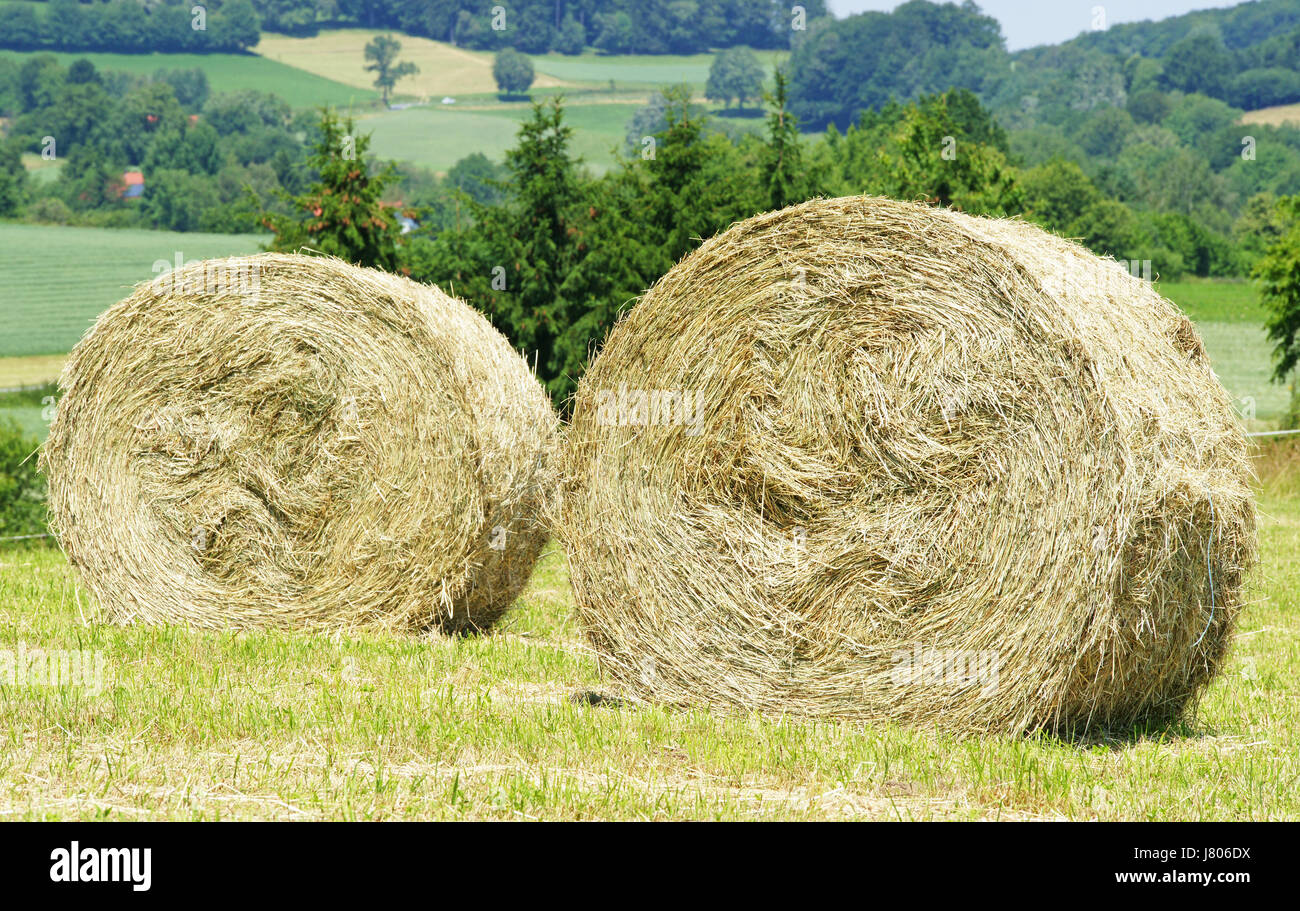 hay harvest in nature - agriculture Stock Photo - Alamy