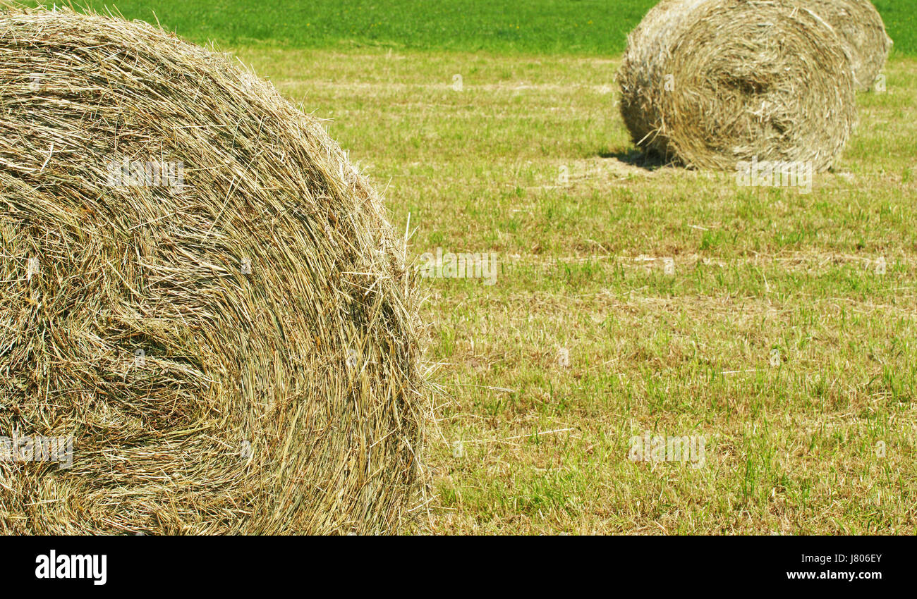 the hay harvest in nature Stock Photo - Alamy