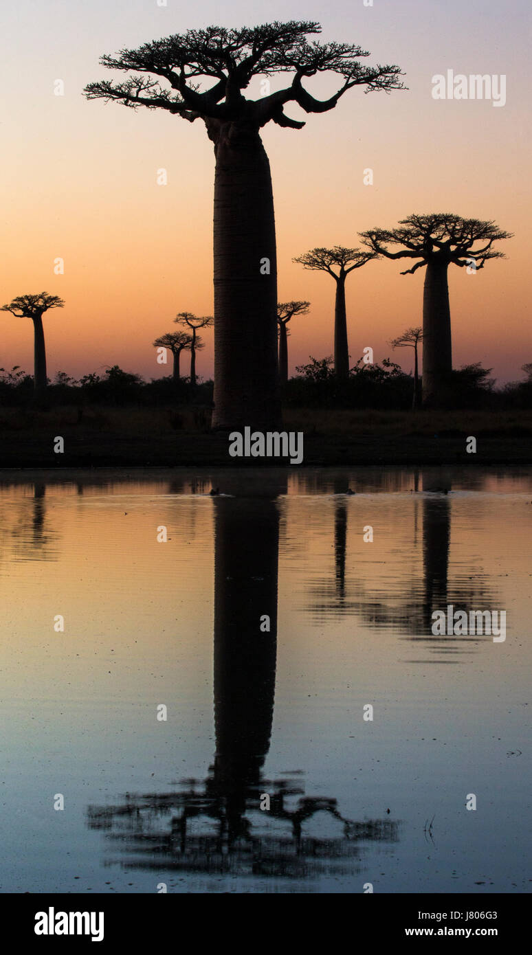 Baobab tree at sunrise hi-res stock photography and images - Alamy