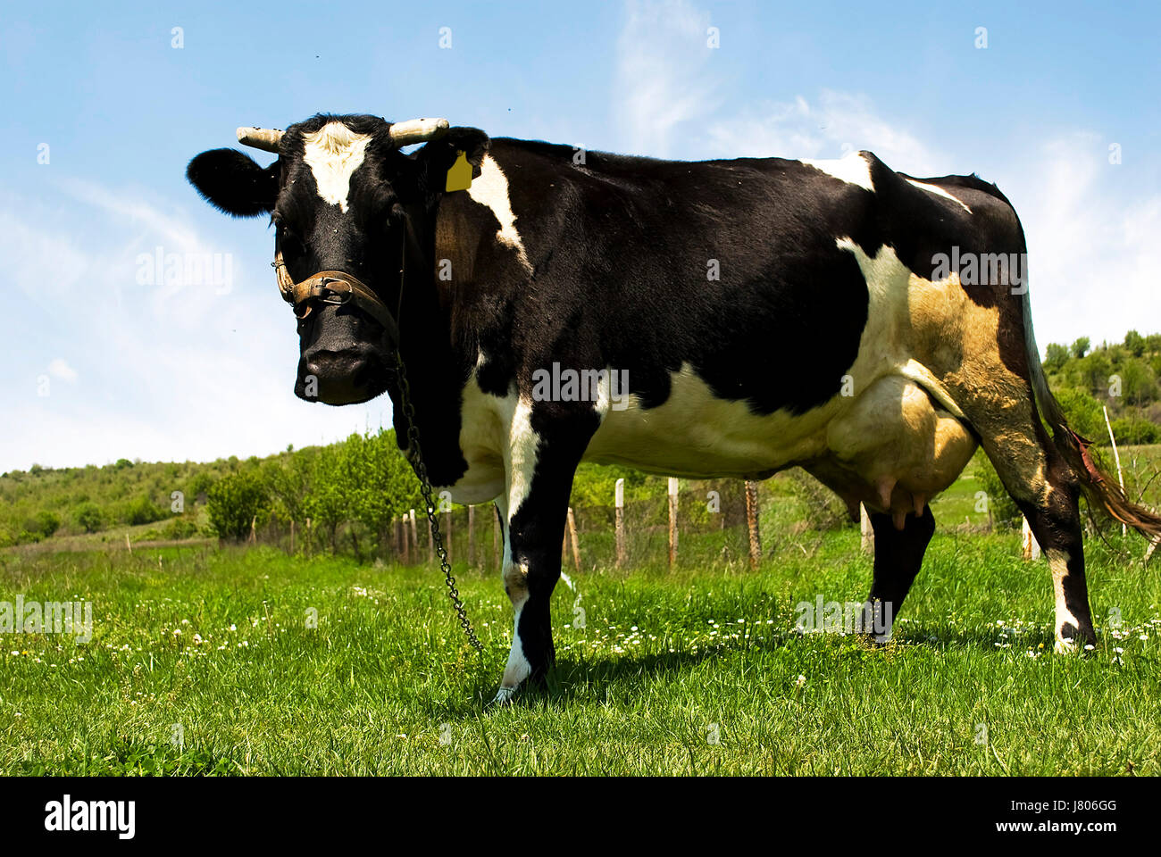 agriculture farming field cow land pasture realty ground meadow grass ...