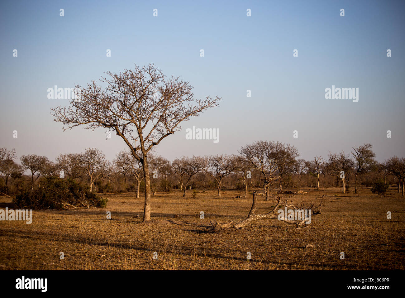 Savanna, South Africa Stock Photo - Alamy