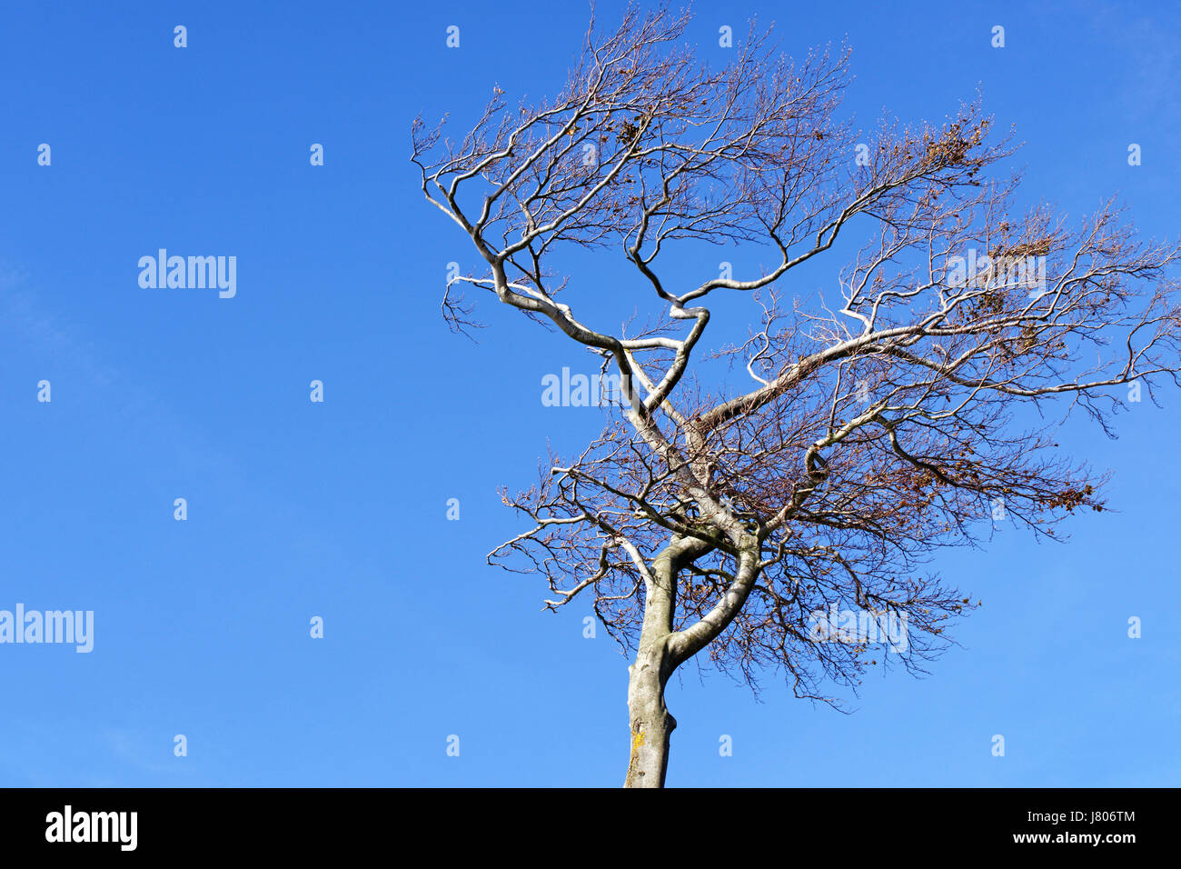 blue environment enviroment tree trees plant wood conservation of ...