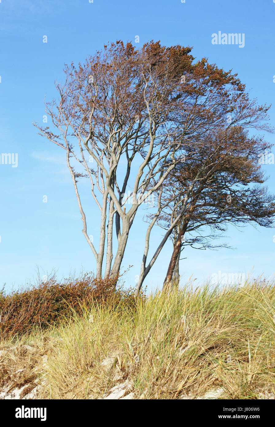 blue environment enviroment tree trees plant wood conservation of ...