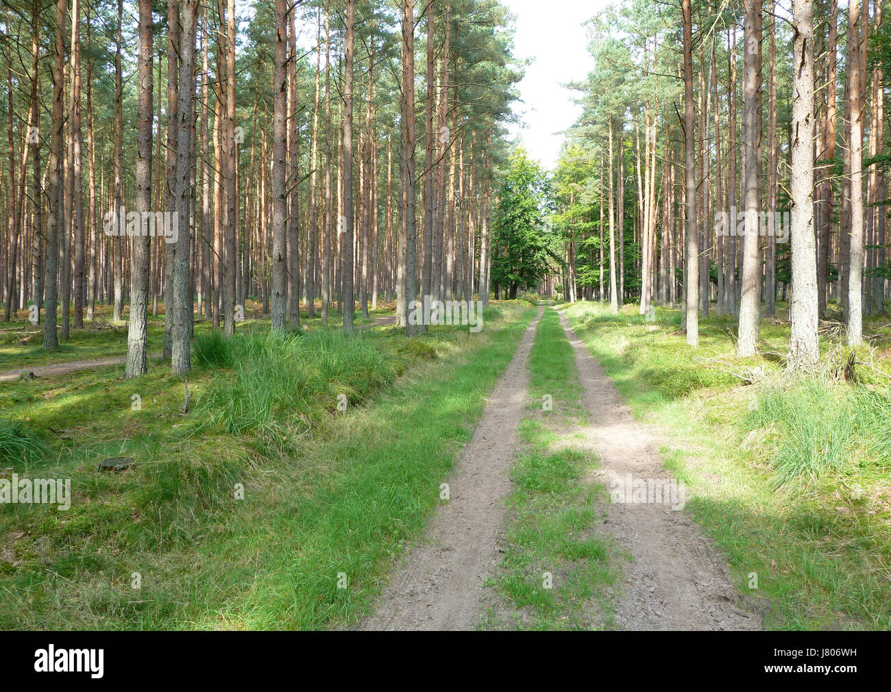 health environment enviroment relaxation tree trees park plant green ...