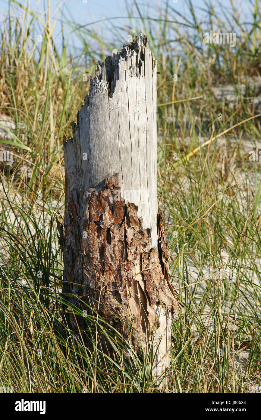 the tree is dead Stock Photo - Alamy