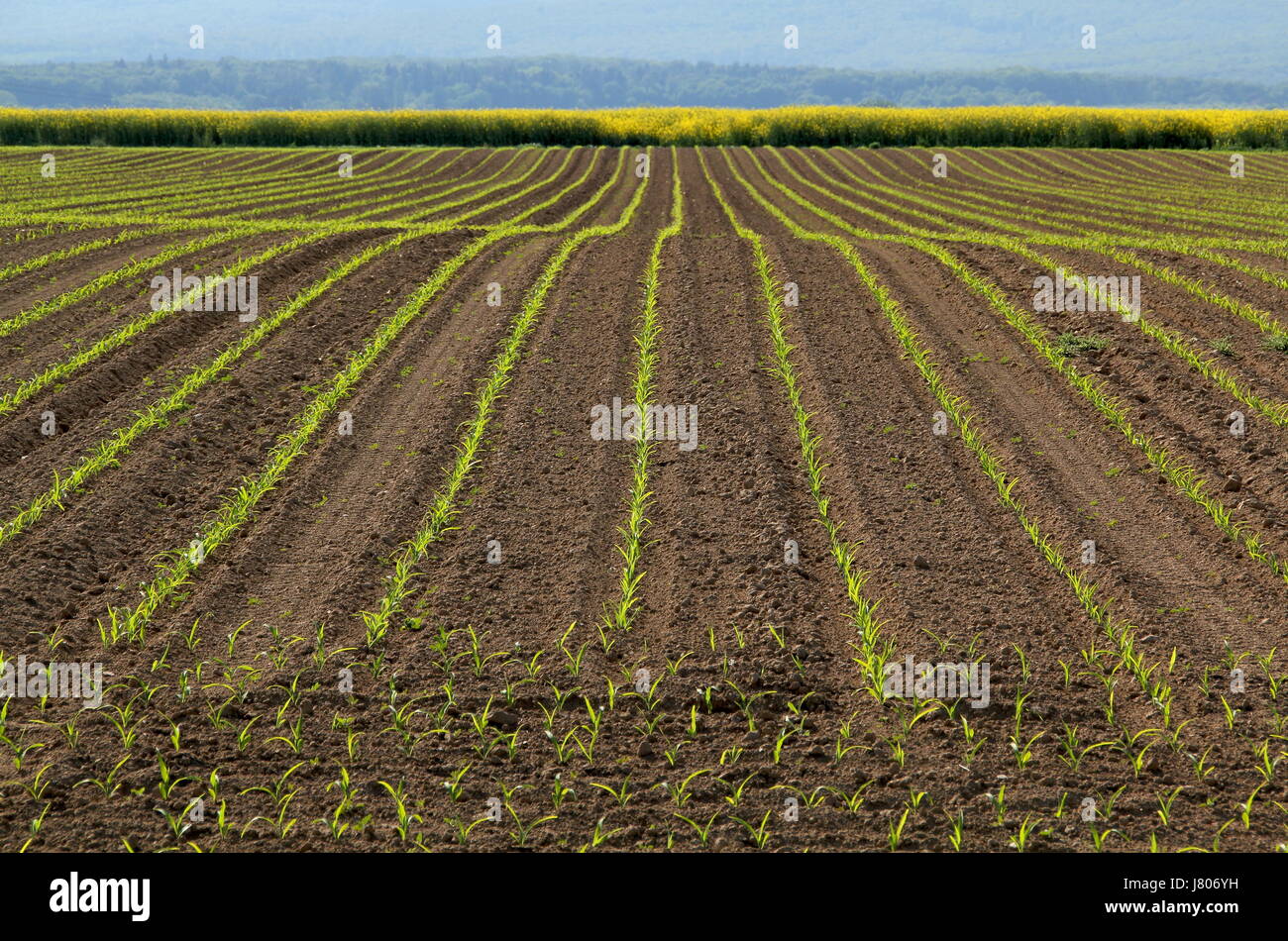 Countryside seeds buds hi-res stock photography and images - Alamy