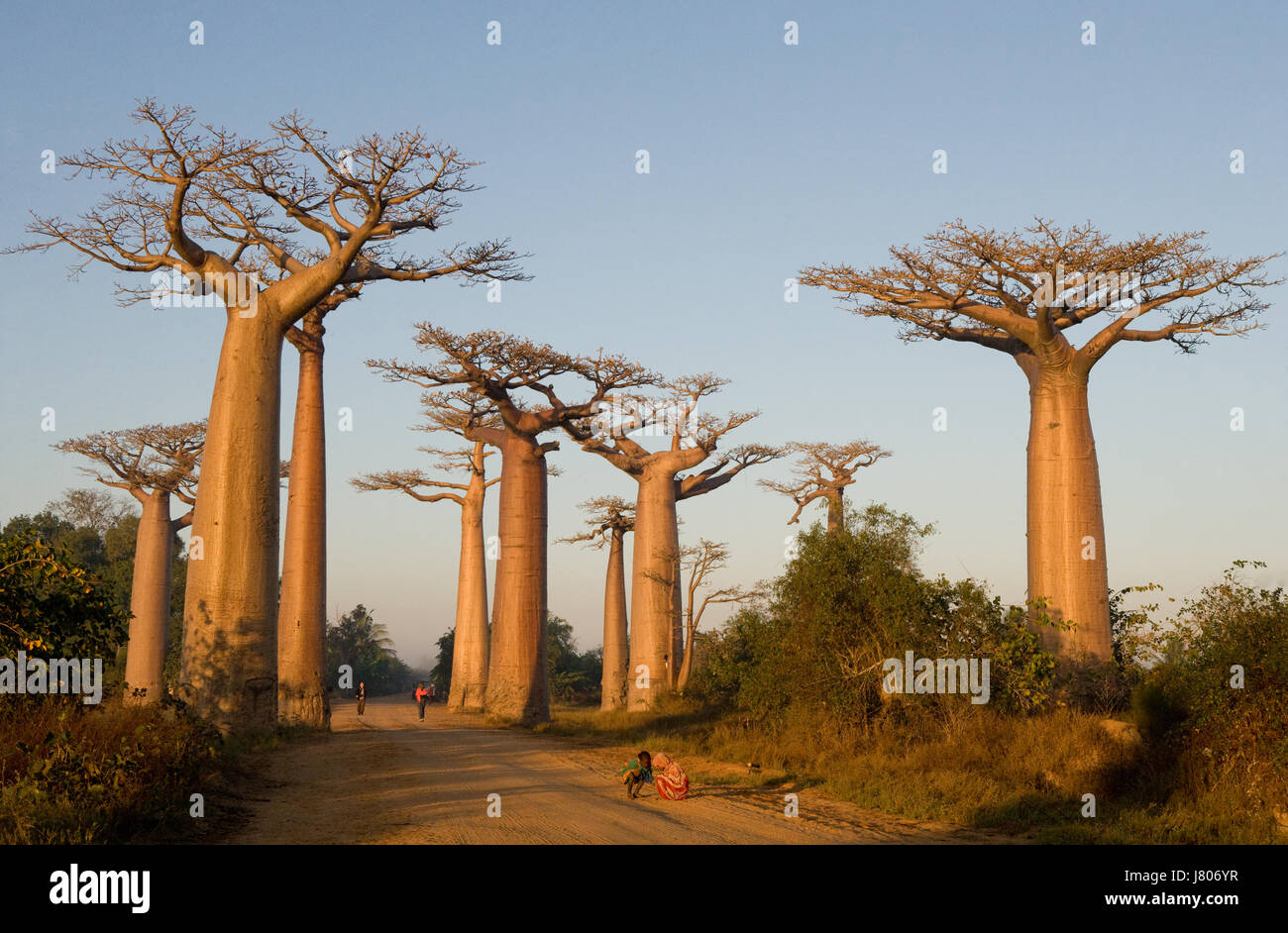 Baobab alley tourists hi-res stock photography and images - Alamy