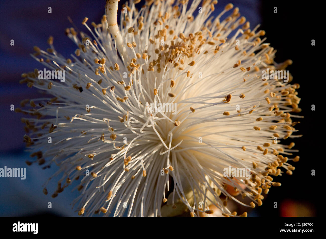 Madagascar national flower hi-res stock photography and images - Alamy