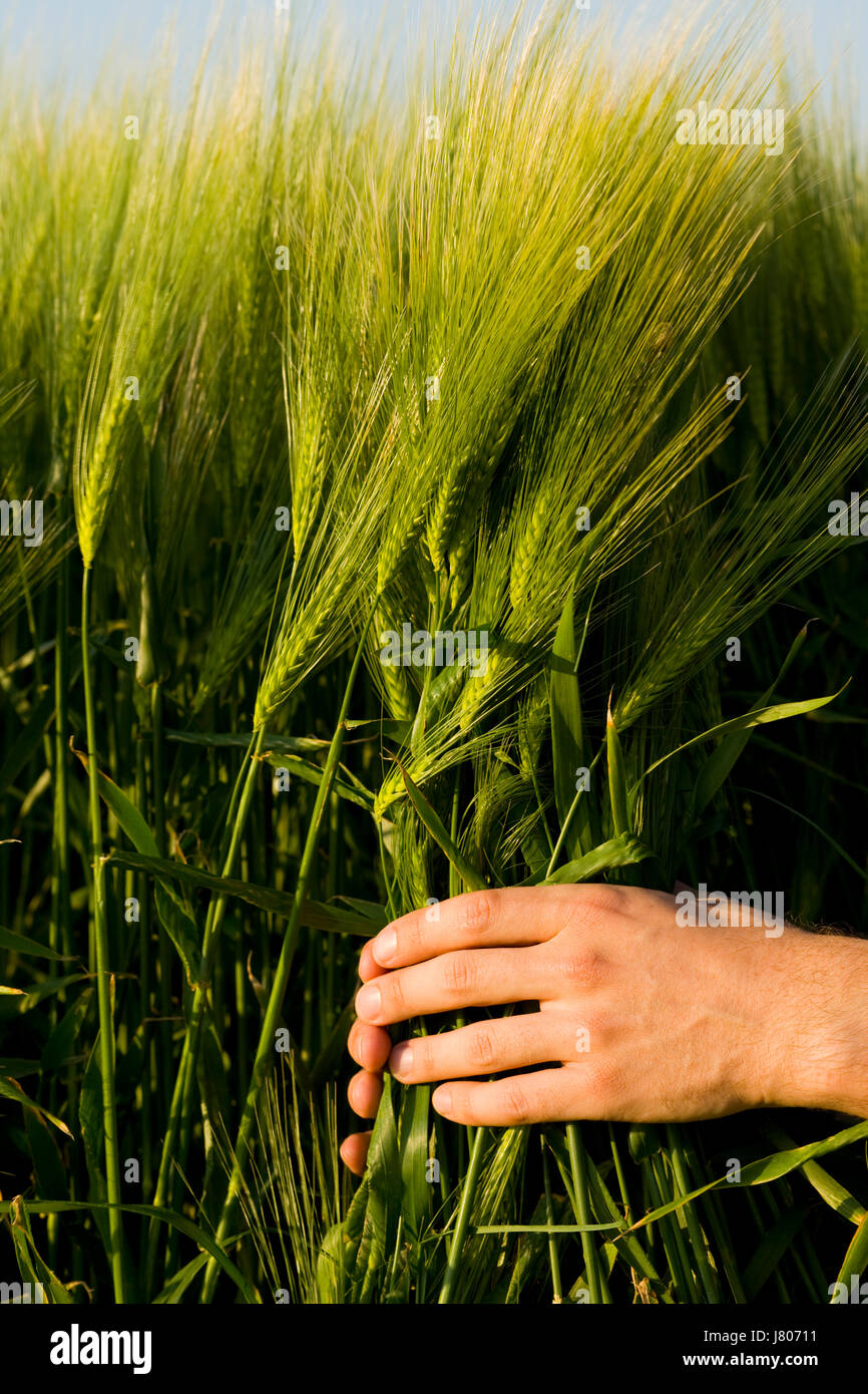 hand hands agriculture farming shine shines bright lucent light serene ...