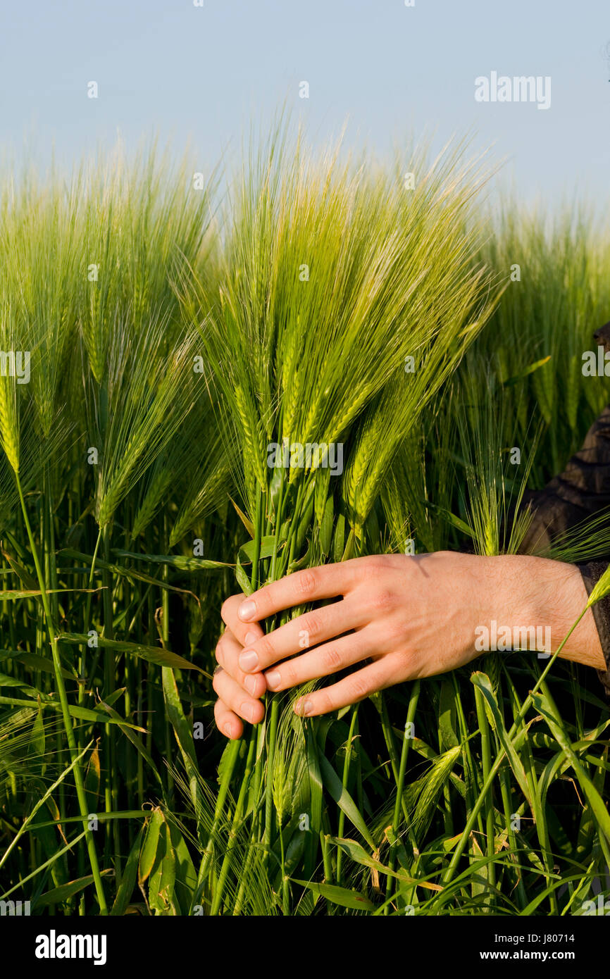 hand hands agriculture farming shine shines bright lucent light serene ...