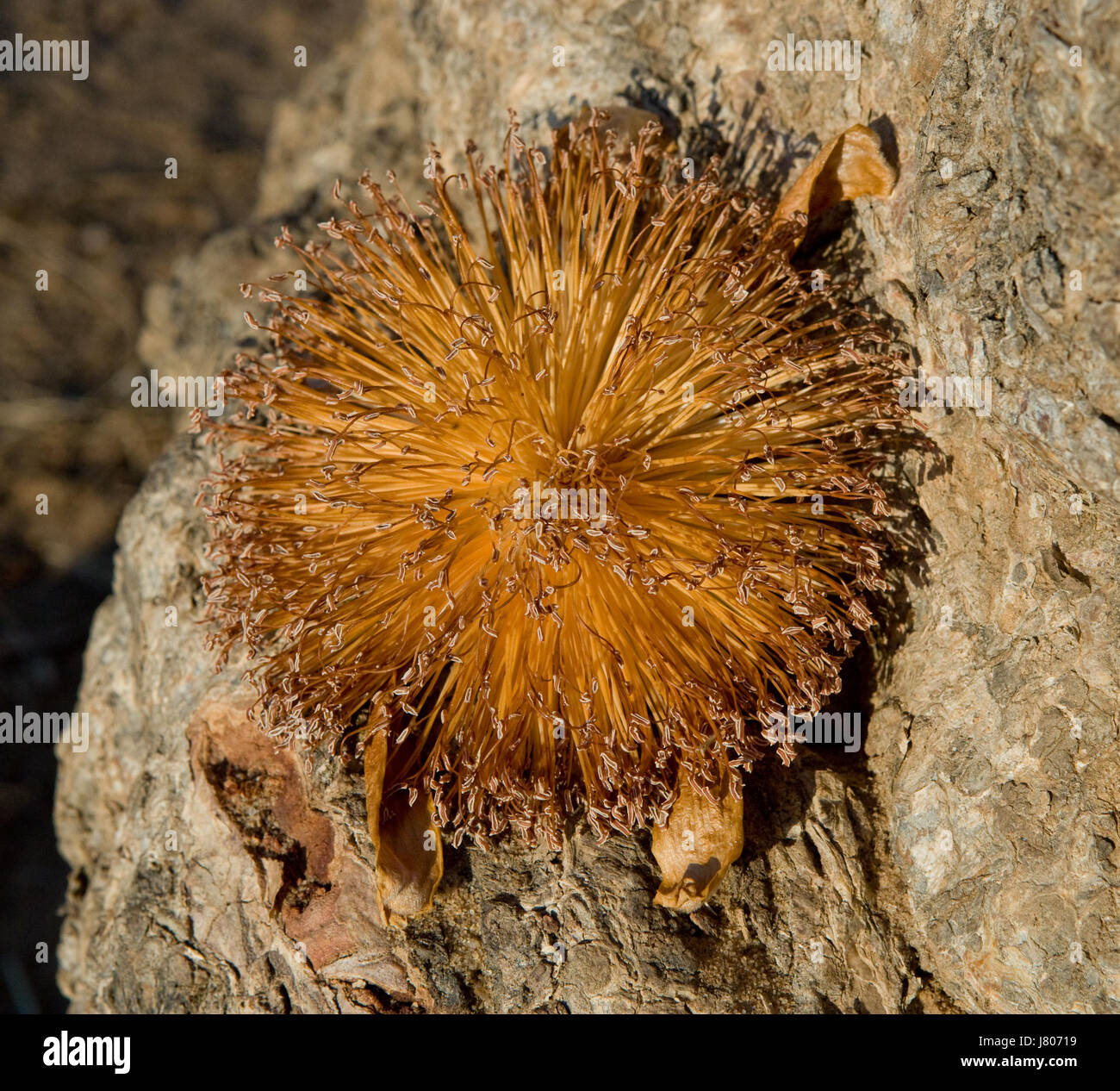 Baobab flower hi-res stock photography and images - Alamy