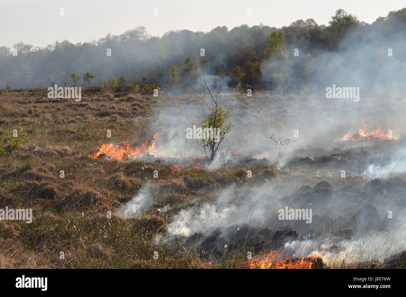 smoke smoking smokes fume tree fire conflagration fen forest fire ...