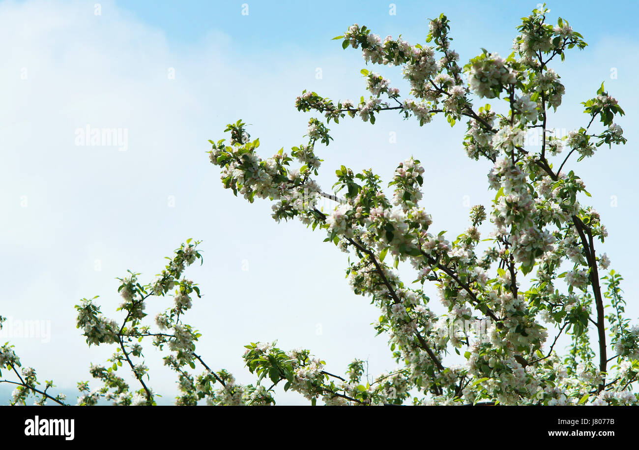 The flowering of the apple in spring, in the spring blooms the trees ...