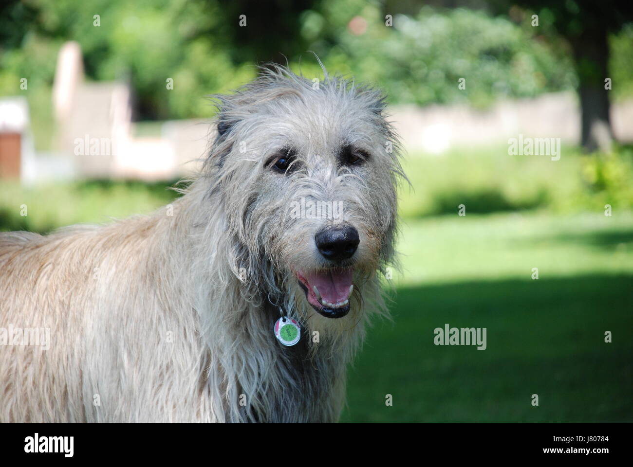 portrait dog head portrait skin dog expression race head irish grey ...