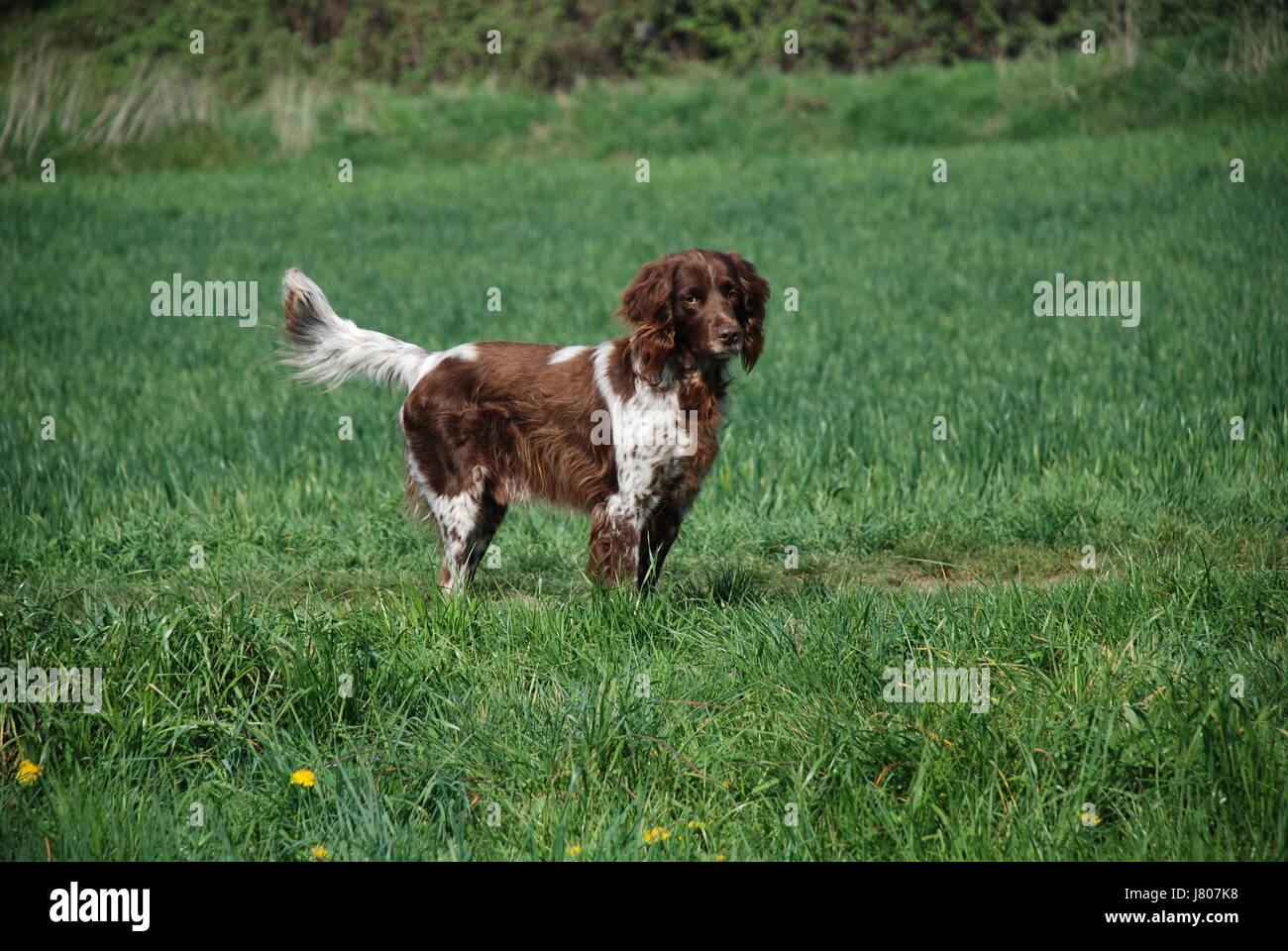 portrait dog hound portrait skin dog drawing photo picture image copy ...