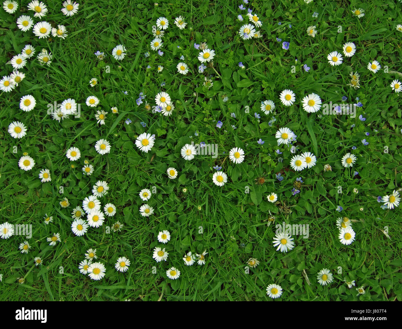 flower flowers plant small tiny little short meadow grass lawn green ...