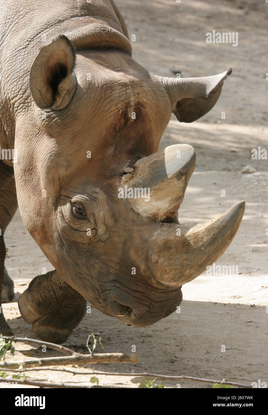 Attacking Rhinoceros High Resolution Stock Photography and Images - Alamy