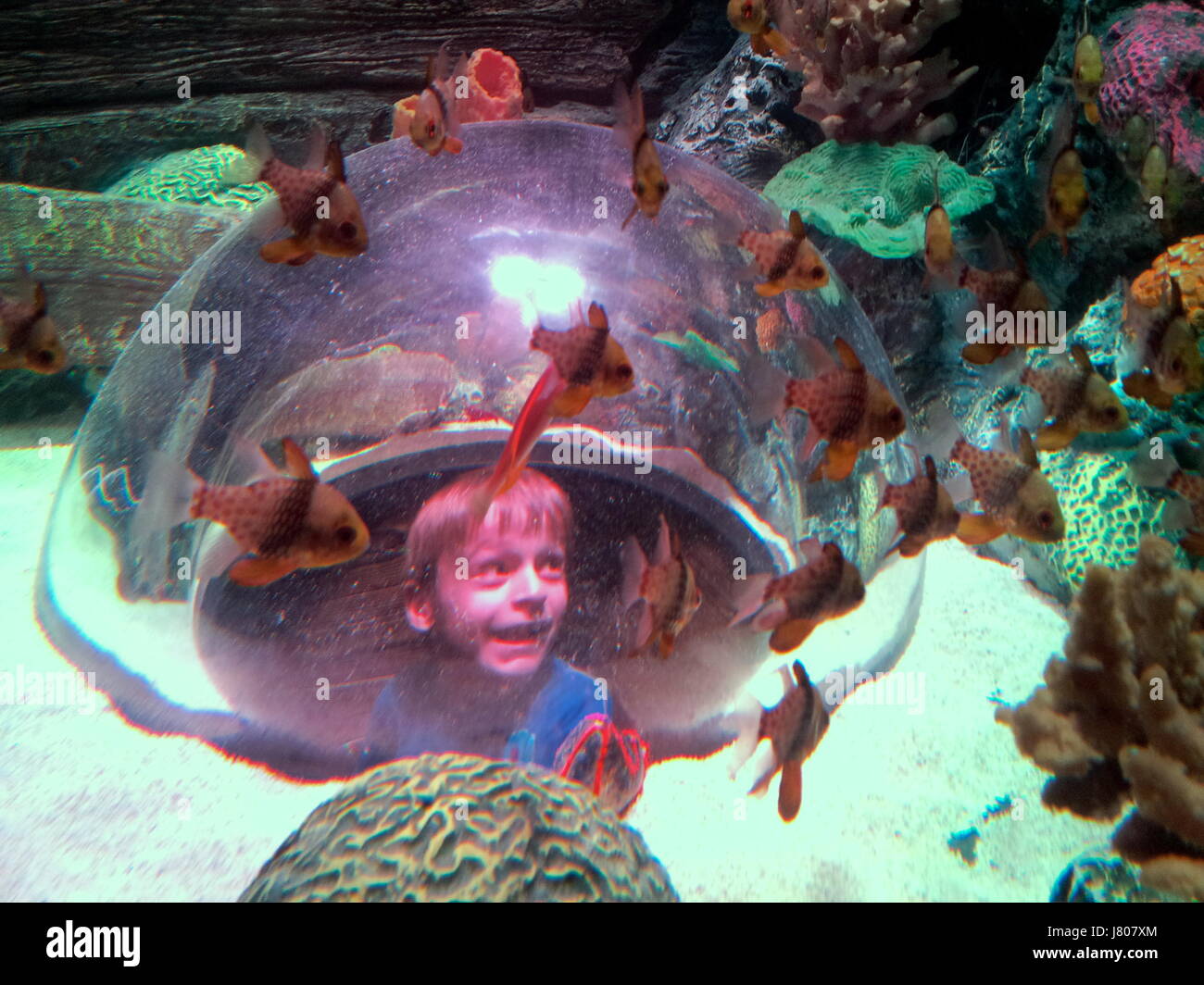 Boy Amazed by fish in viewing bubble observation aquarium Stock Photo ...