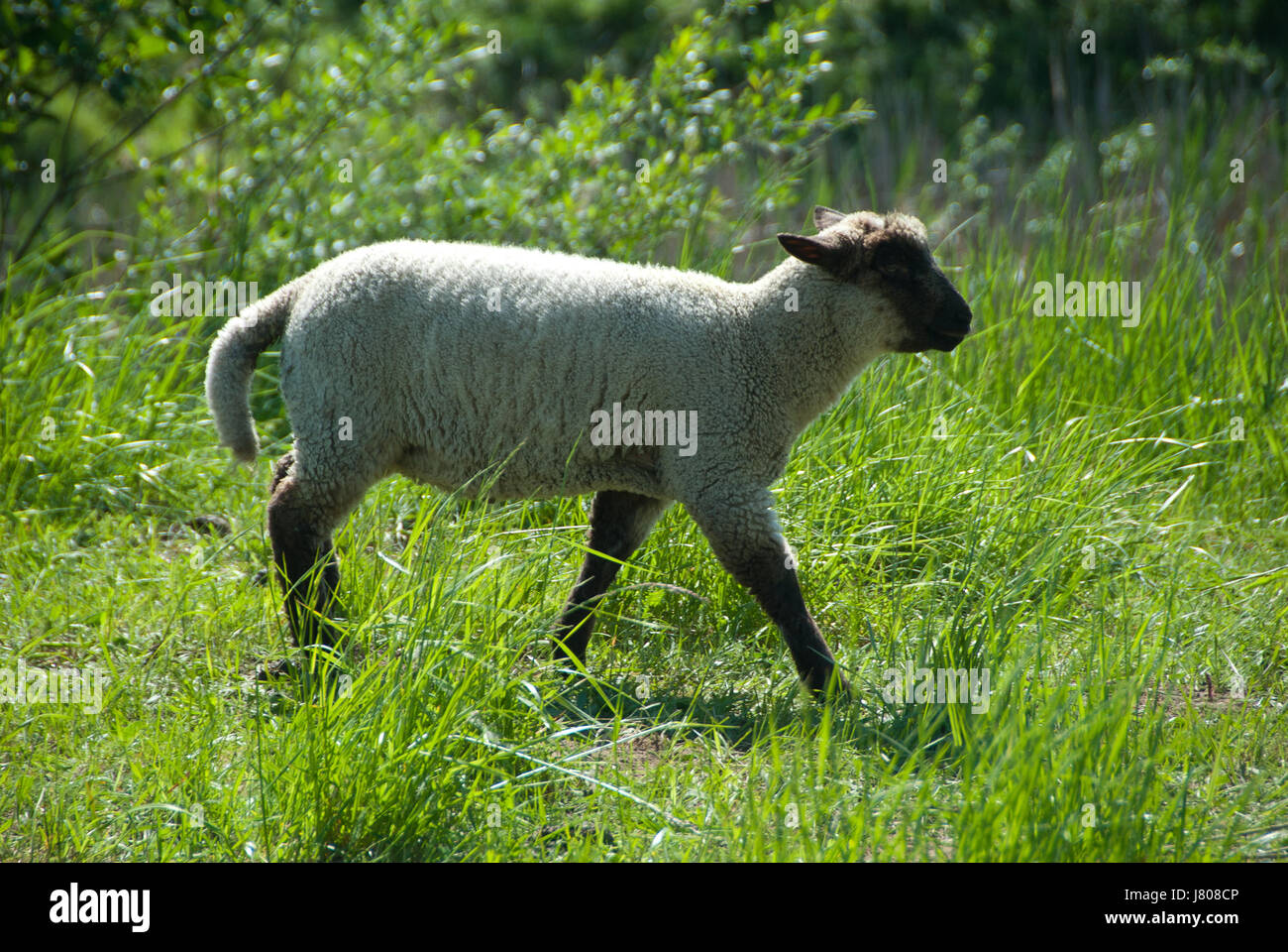 animal wool lamb nature animal animals buck sheep wool spring lambkin ...