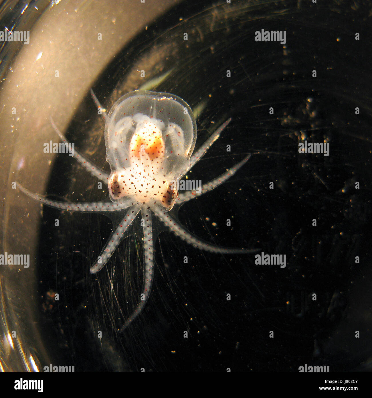 Live baby octopus hi-res stock photography and images - Alamy