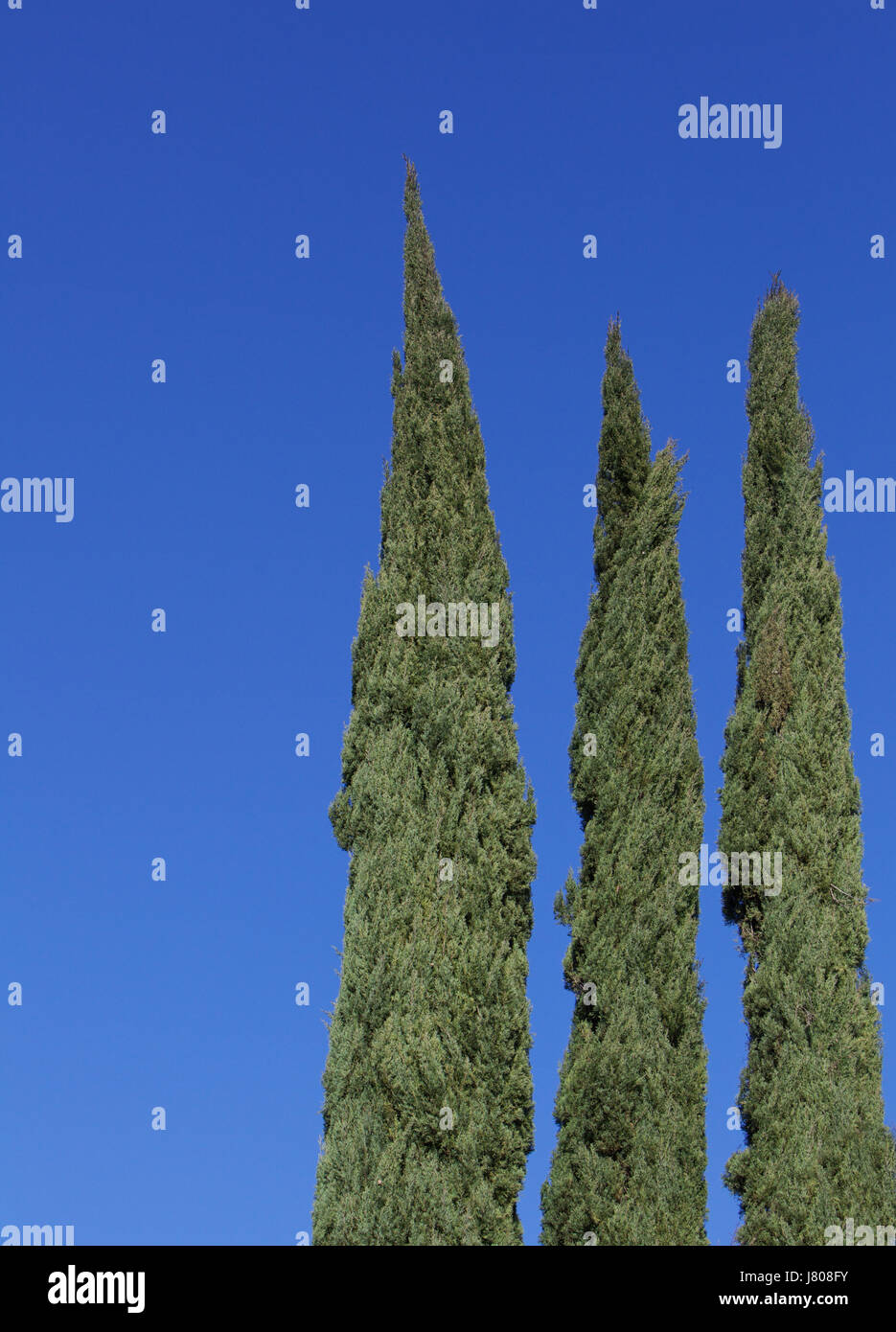 blue tree trunk evergreen three cypress crooked warped hunchbacked ...