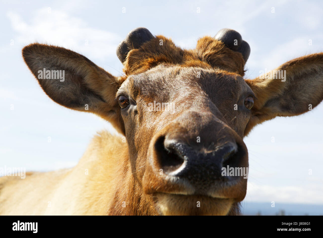 big large enormous extreme powerful imposing immense relevant closeup ...