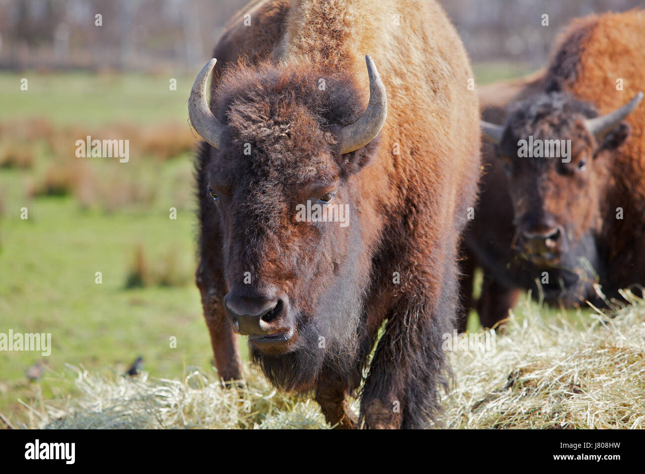 big large enormous extreme powerful imposing immense relevant park ...