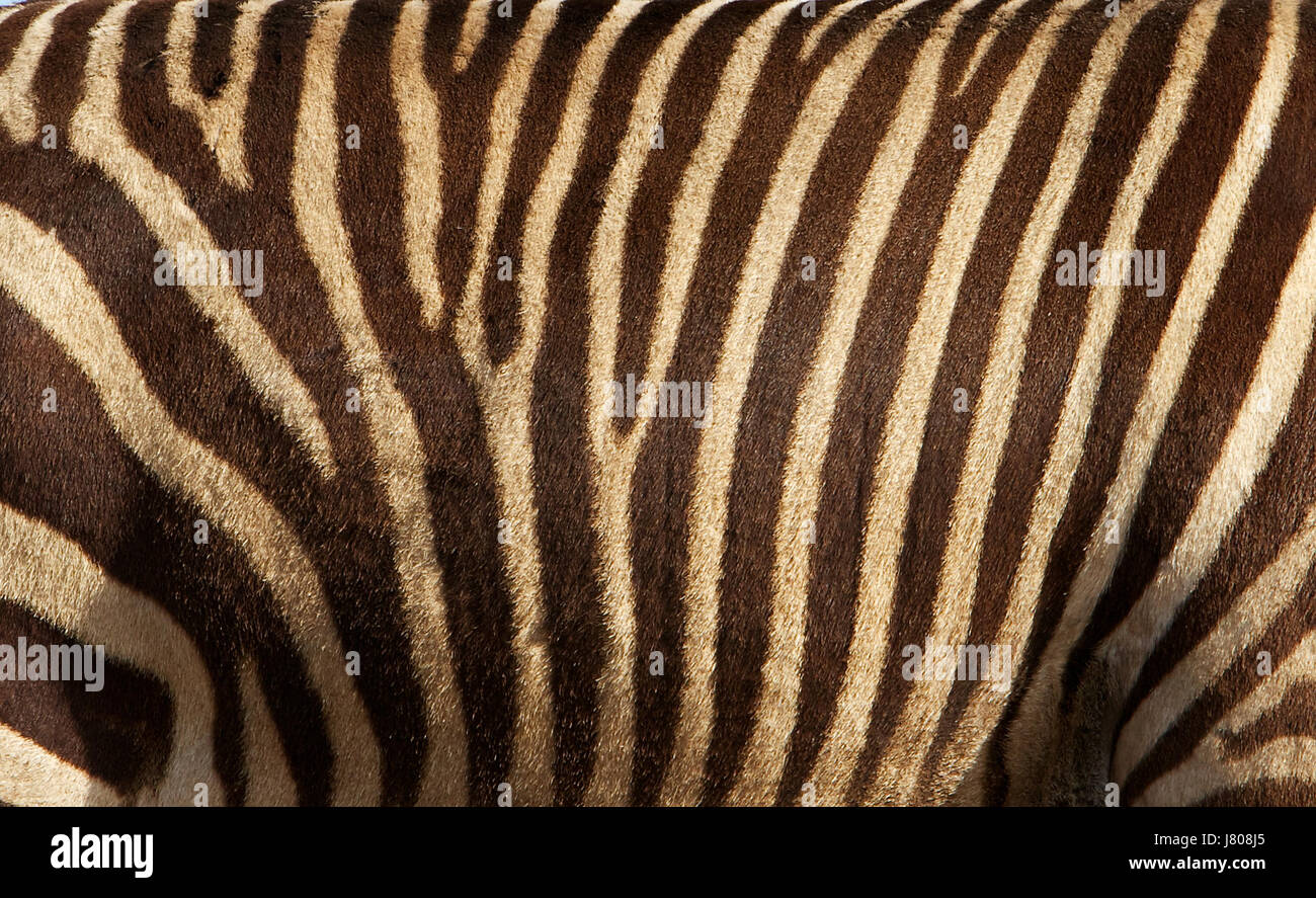 detail park animal mammal fauna wild africa skin zoo fur lines jungle ...