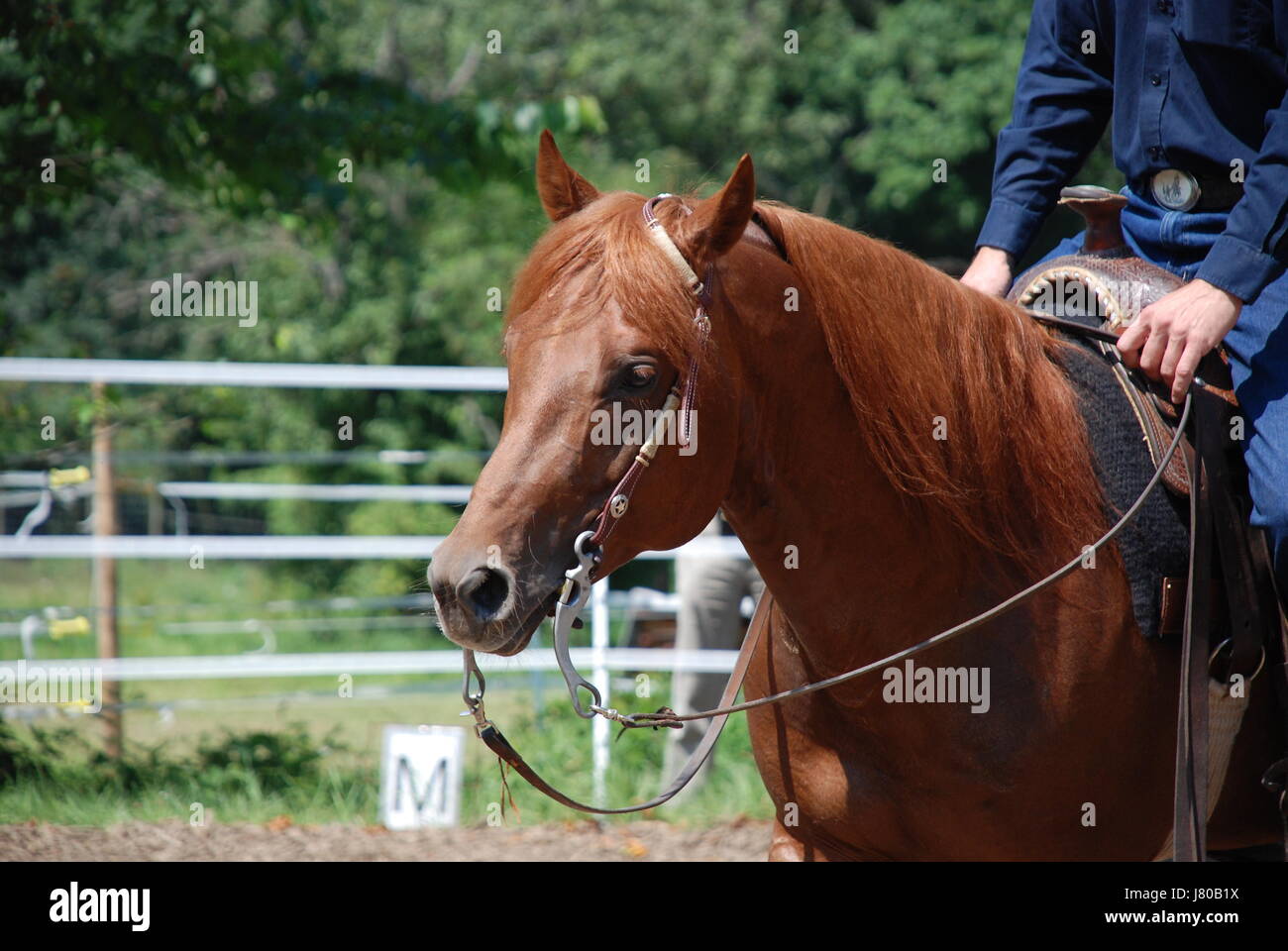motion postponement moving movement ride horse horses horseriding ...