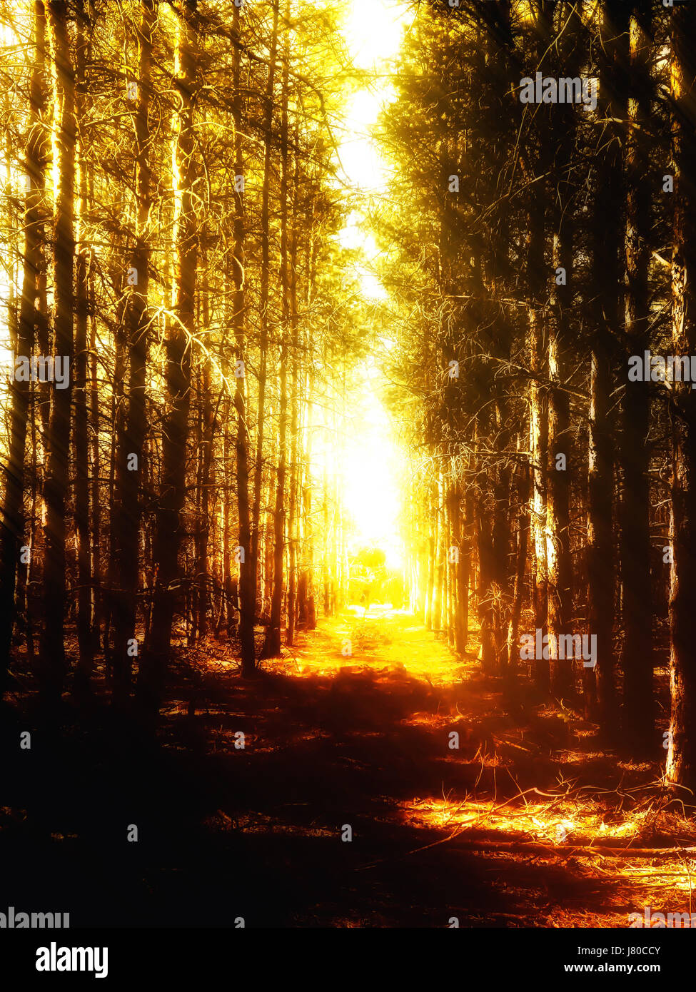 shine shines bright lucent light serene luminous tree trees spectrally ...