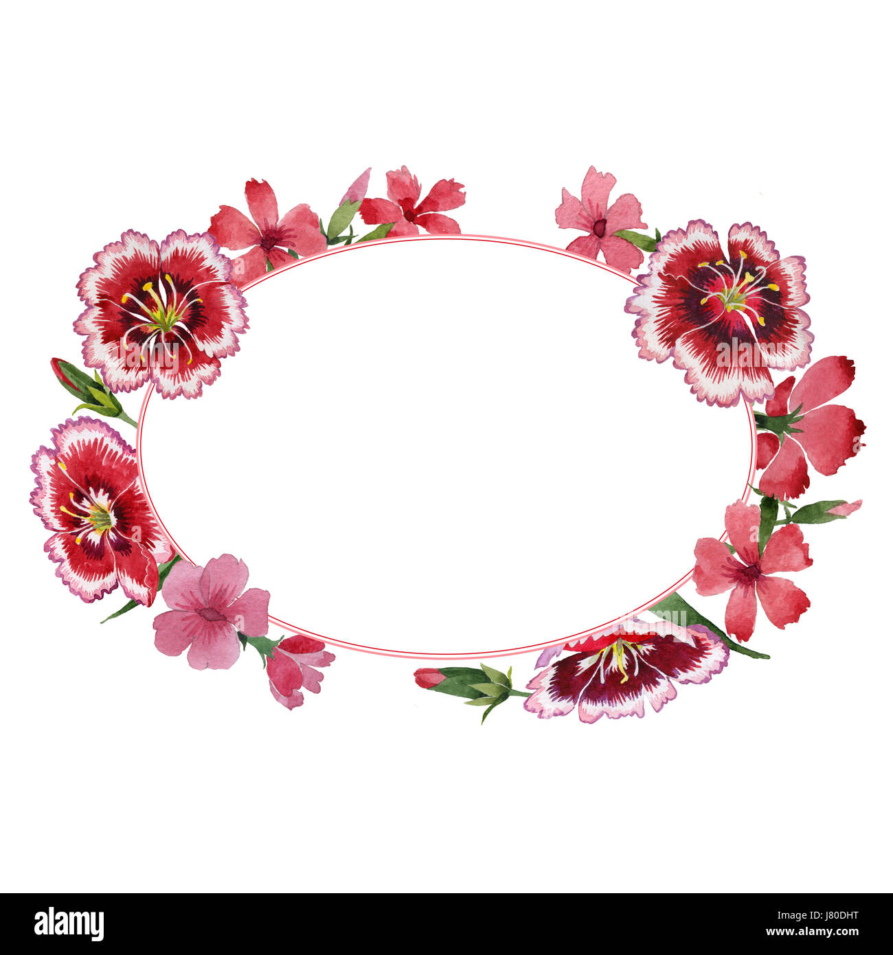 Wildflower carnation flower frame in a watercolor style isolated Stock ...
