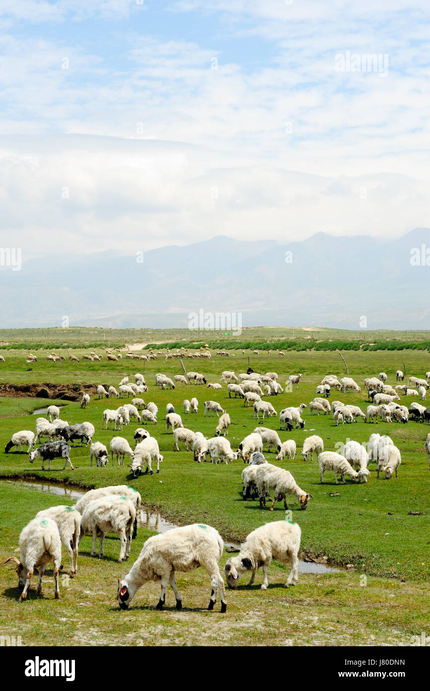 Goat mountain lookout site hi-res stock photography and images - Alamy