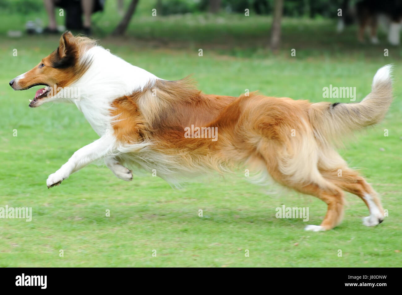 Rough dog hi-res stock photography and images - Alamy