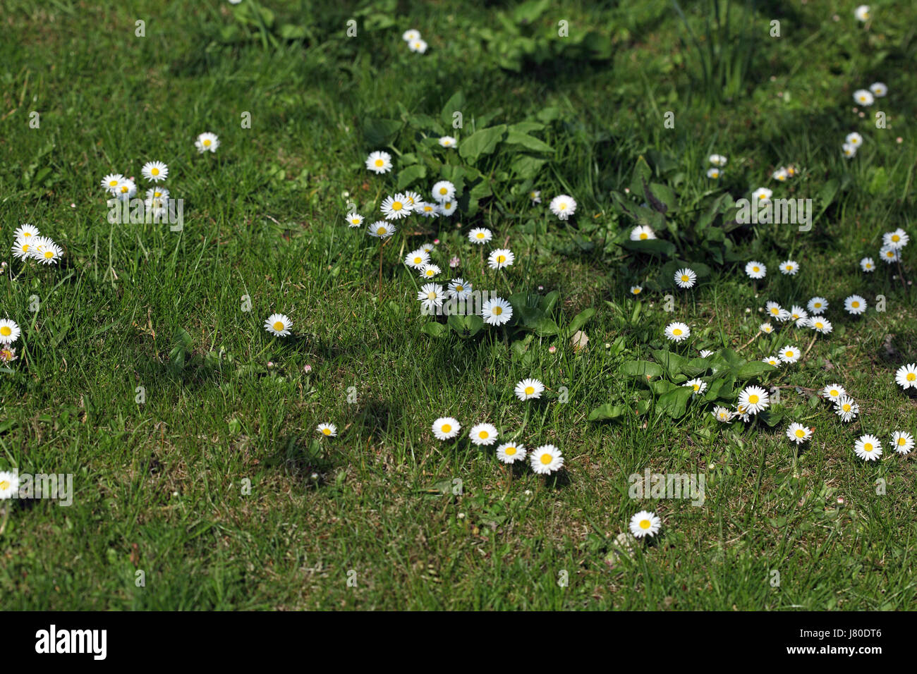 Daisy meadows hi-res stock photography and images - Alamy