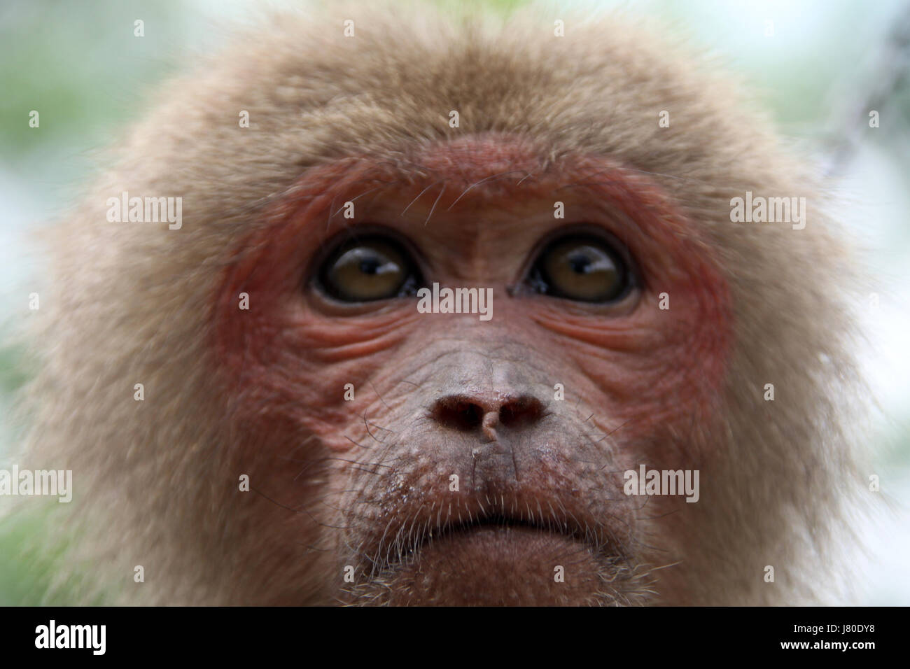 animal mammal mouth monkey eye organ hairs nose detail animal mammal ...