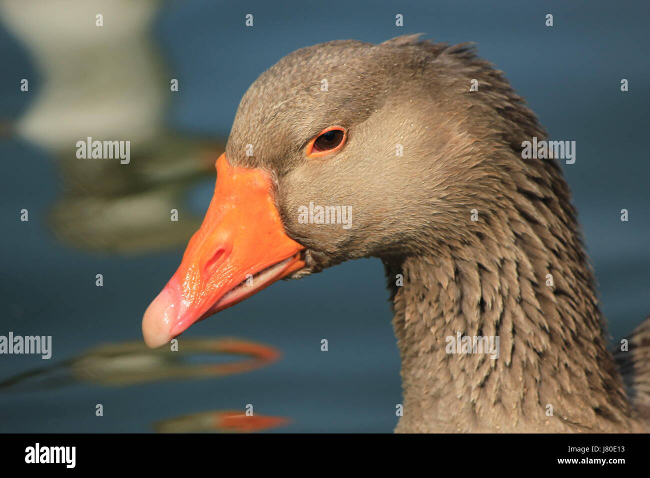 bird portrait beak wildlife goose savage haggardly nature head close ...