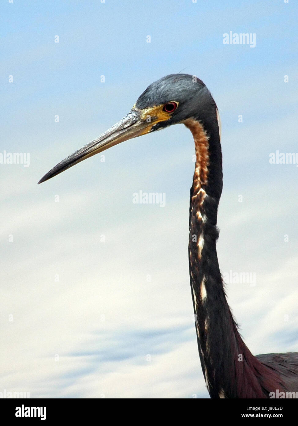 Florida marsh birds hi-res stock photography and images - Alamy