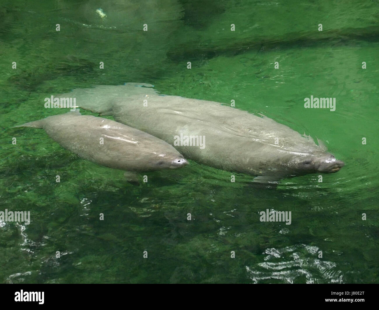 Floridamanati hi-res stock photography and images - Alamy
