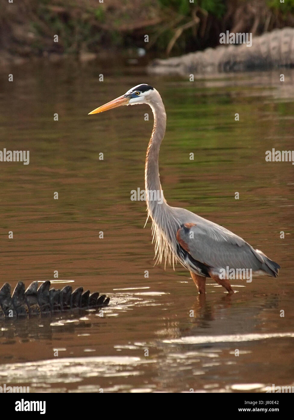 bird swamp birds heron north america wild animal marsh-bird water ...
