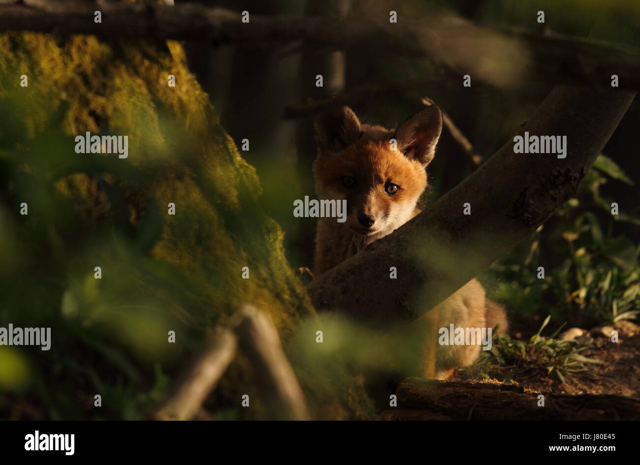 wildlife fox foxes den of a fox skin tail rod fox vixen den of a fox ...