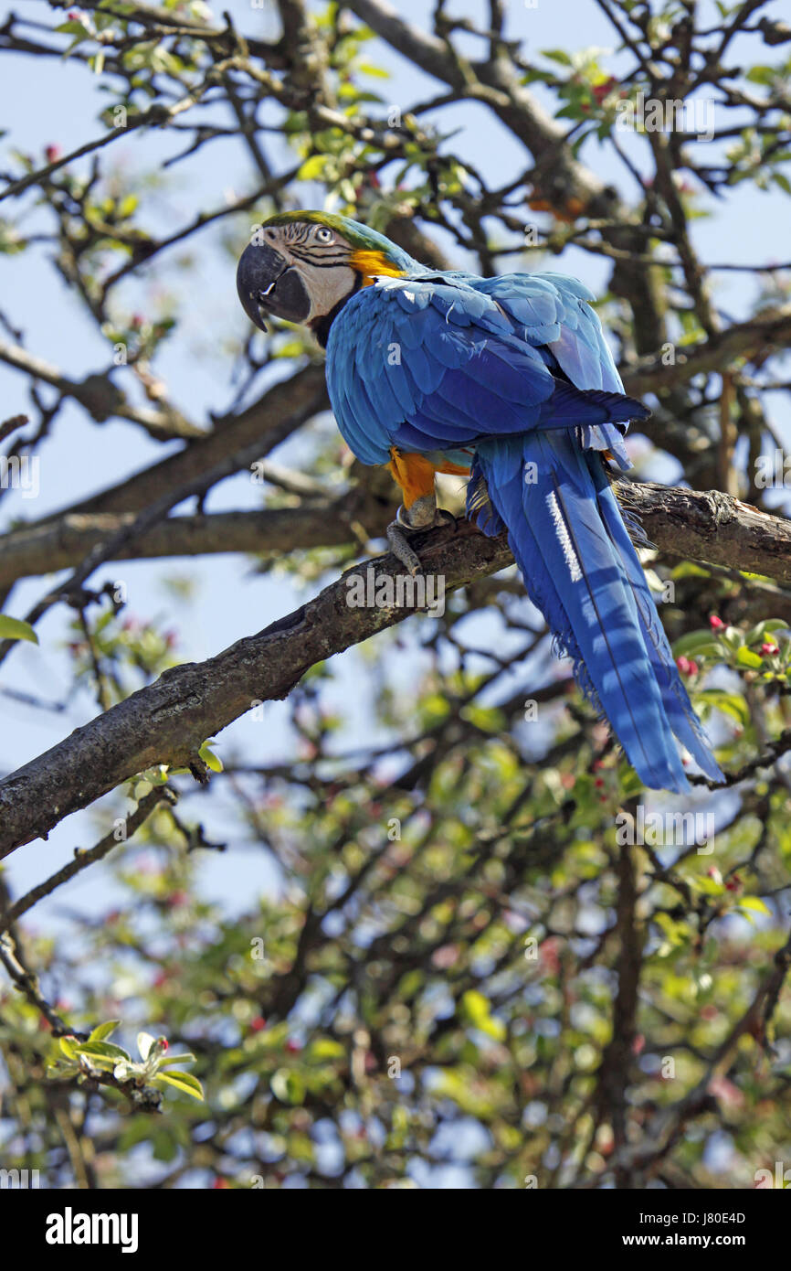 Voliere ara hi-res stock photography and images - Alamy