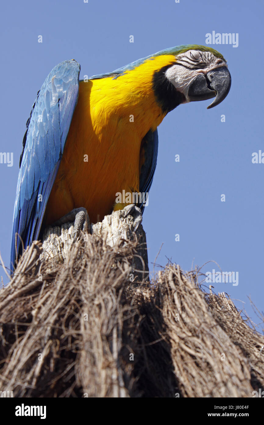Voliere ara hi-res stock photography and images - Alamy