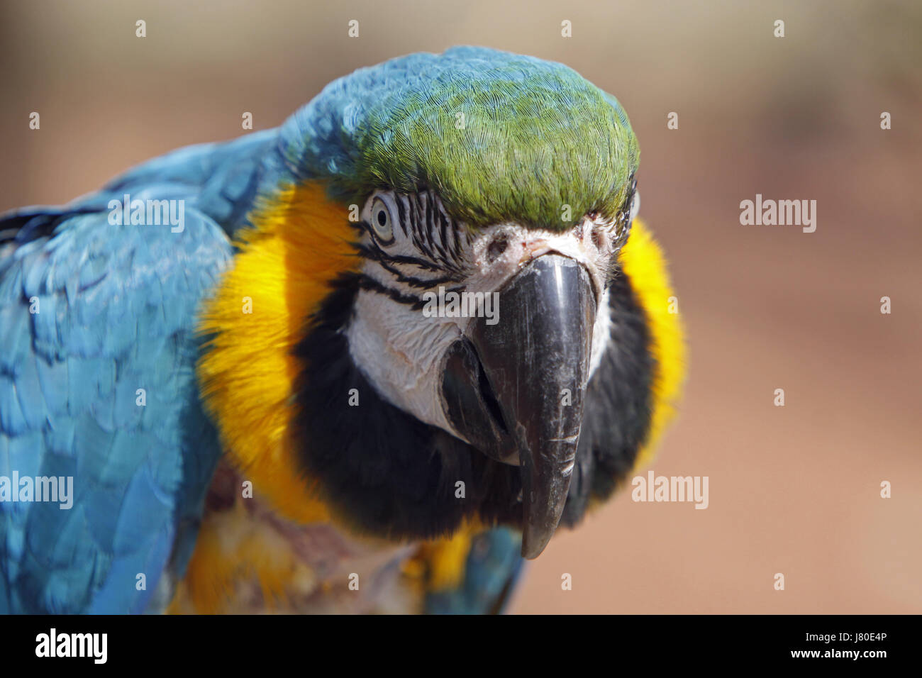 Voliere ara hi-res stock photography and images - Alamy