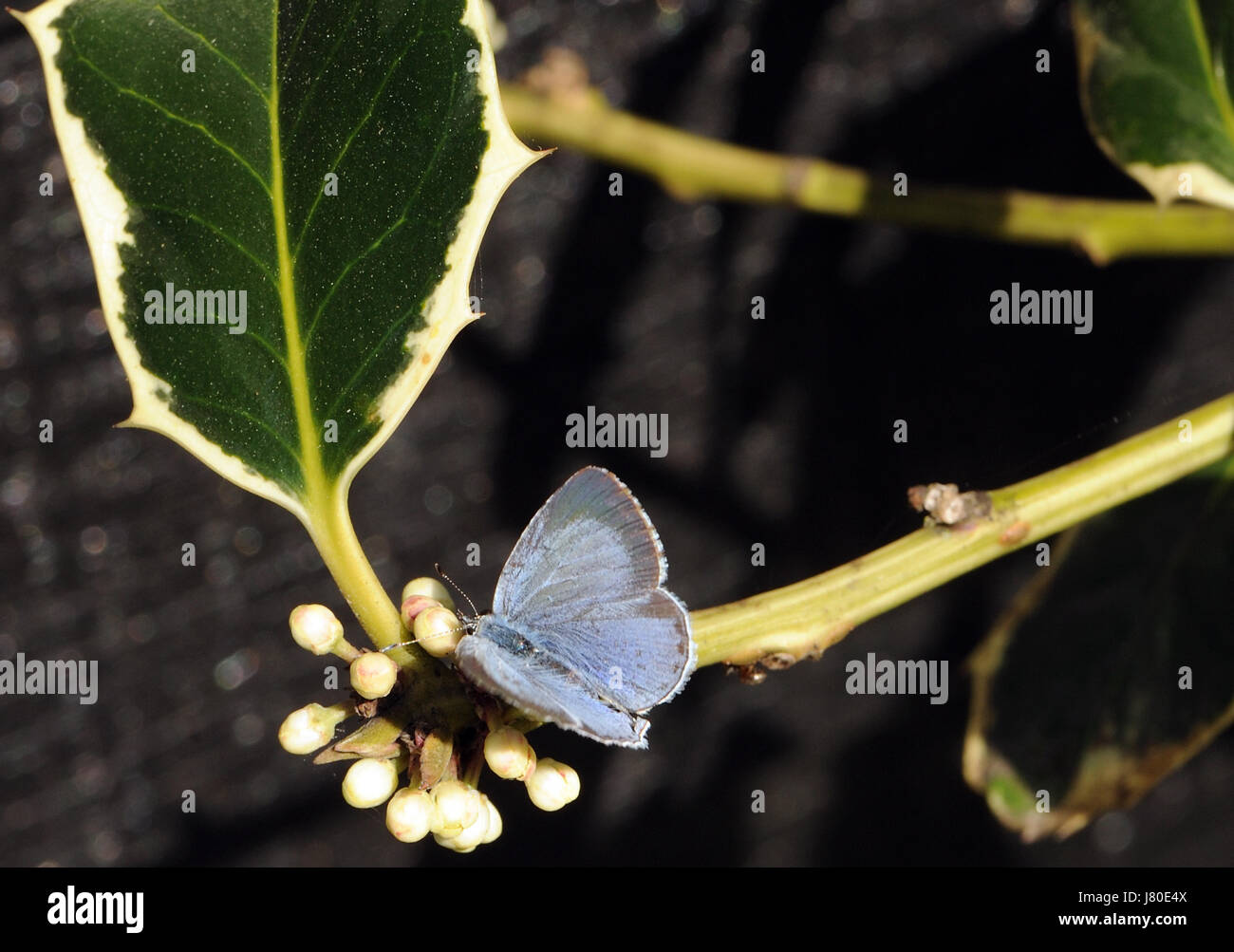 Variegated Holly Ilex Aquifolium High Resolution Stock Photography and ...
