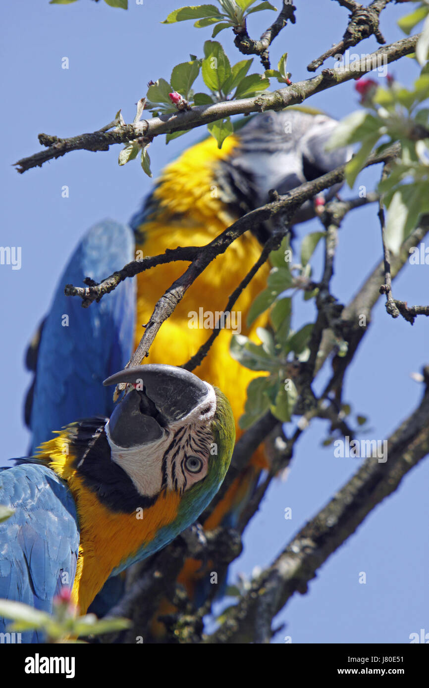 Voliere ara hi-res stock photography and images - Alamy