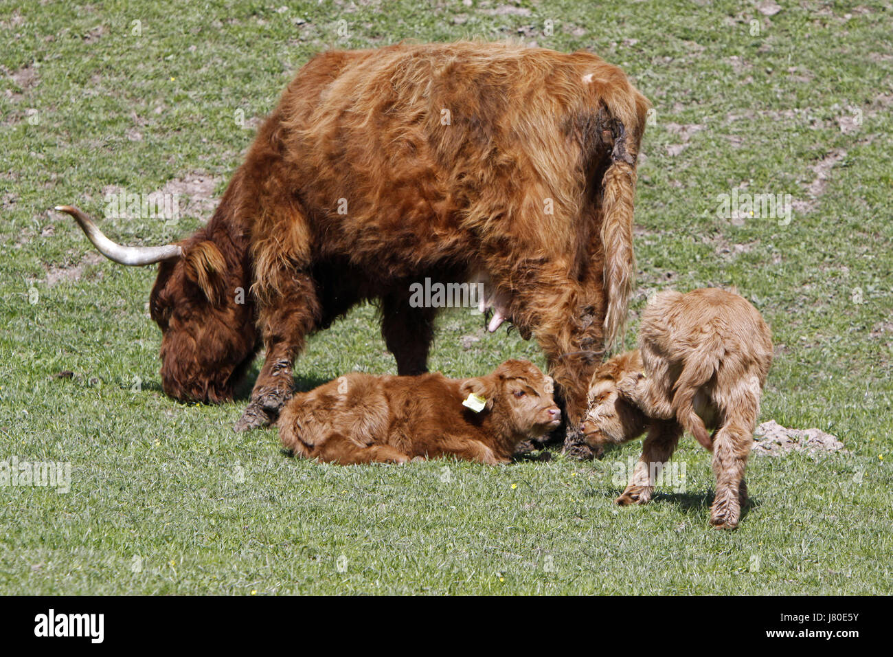 bovine cattle animal brown brownish brunette agriculture farming ...