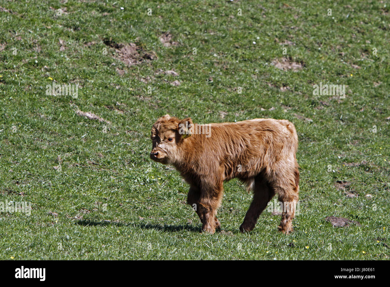 bovine cattle animal brown brownish brunette agriculture farming ...